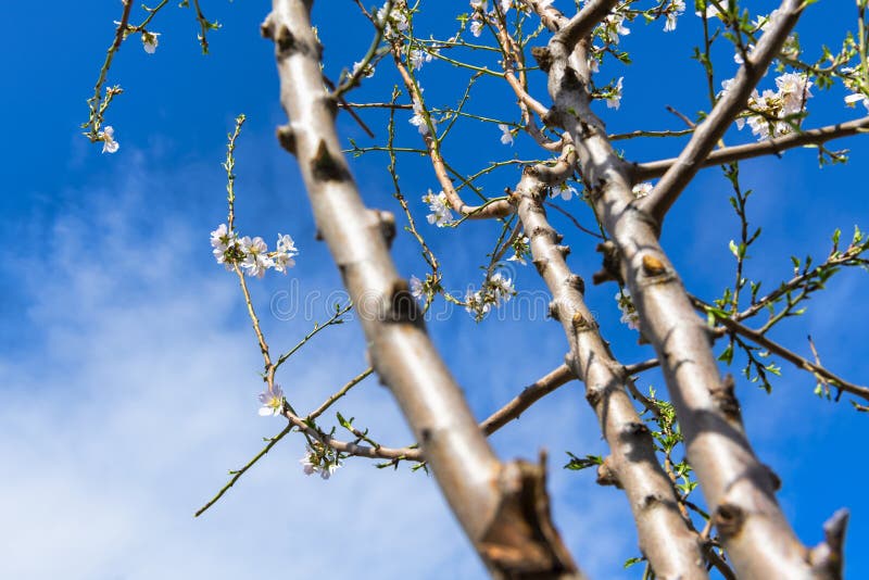Almond Tree in Blossom Announcing the Spring is Coming Soon Stock Image ...