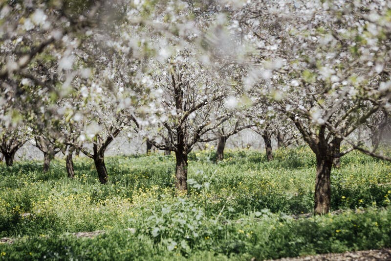 Almond Tree Blossom Spring 2024 in Israel North Stock Image - Image of ...