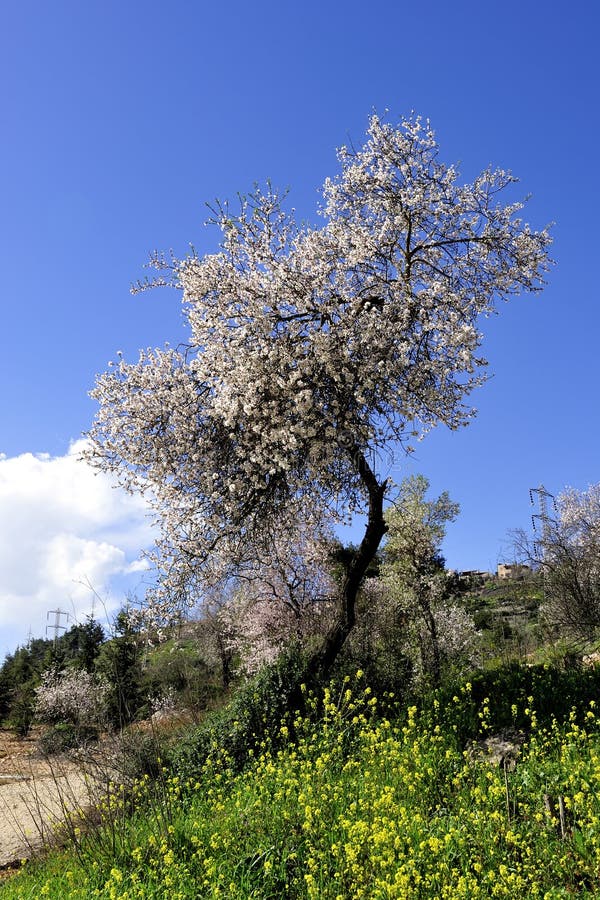 Almond tree blossom. stock image. Image of middle, fragrance - 55468527