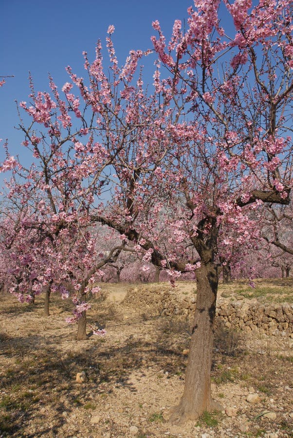 Almond Tree with Blossom in Spring Stock Photo - Image of beauty, pink ...