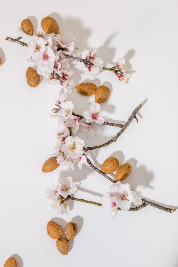 Almond Tree Branch and Almonds Stock Image - Image of background ...