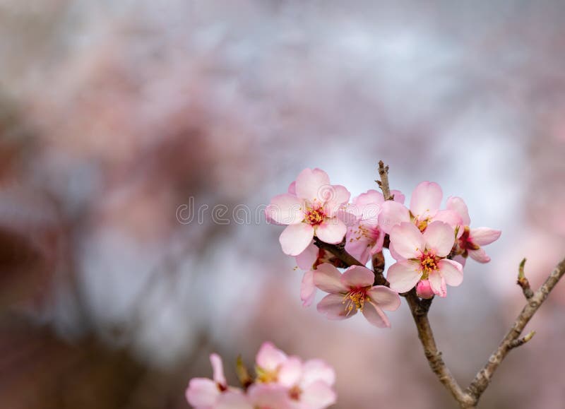 Almond Tree Branch with Flowers Stock Photo - Image of blossom ...