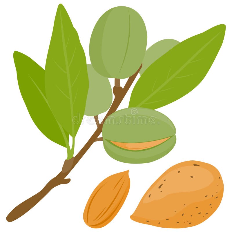 Almond Tree Branch with Fruits and Nuts. Branches with Leaves, Nuts and ...