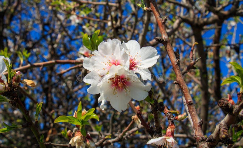 Almond Tree Branch in Full Blossom Stock Image - Image of full ...
