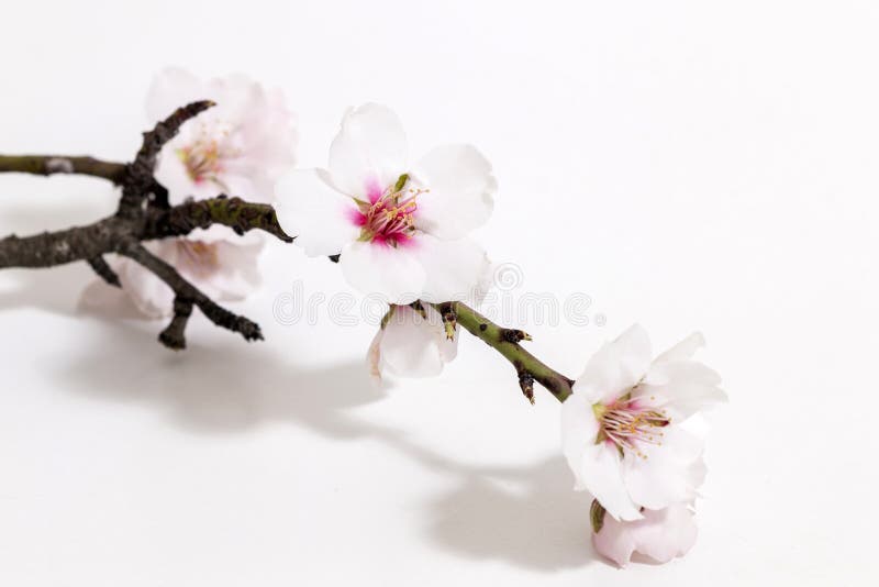 Almond tree branch stock image. Image of beautiful, sweet - 111329021