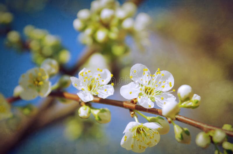 Almond Tree Branch stock image. Image of beauty, life - 53388071