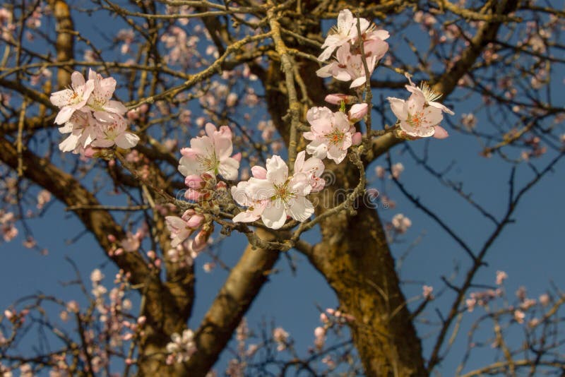 Almond Tree Branches in Bloom. in Spring the Colors Explode, the Trees ...