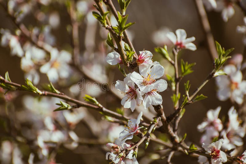 Almond Tree Branches Full of White Blossoms in Spring Stock Photo ...