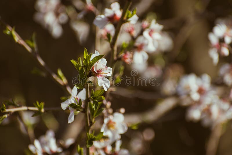 Almond Tree Branches Full of White Blossoms in Spring Stock Photo ...