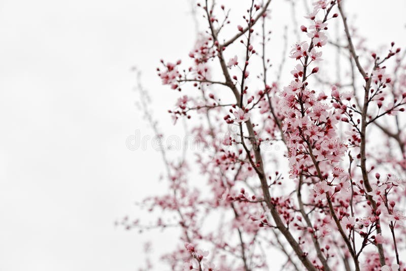 Budding tree in spring stock photo. Image of rebirth - 38358482