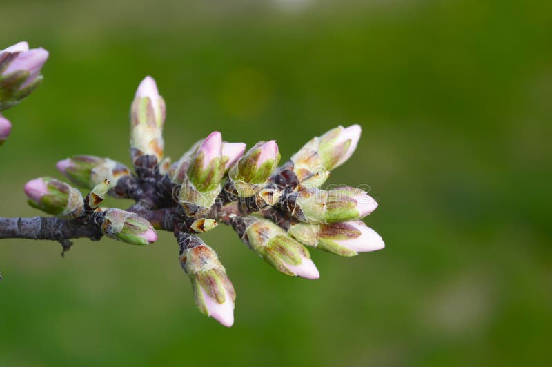 Almond tree buds stock photo. Image of tree, floral, leaf - 52609766