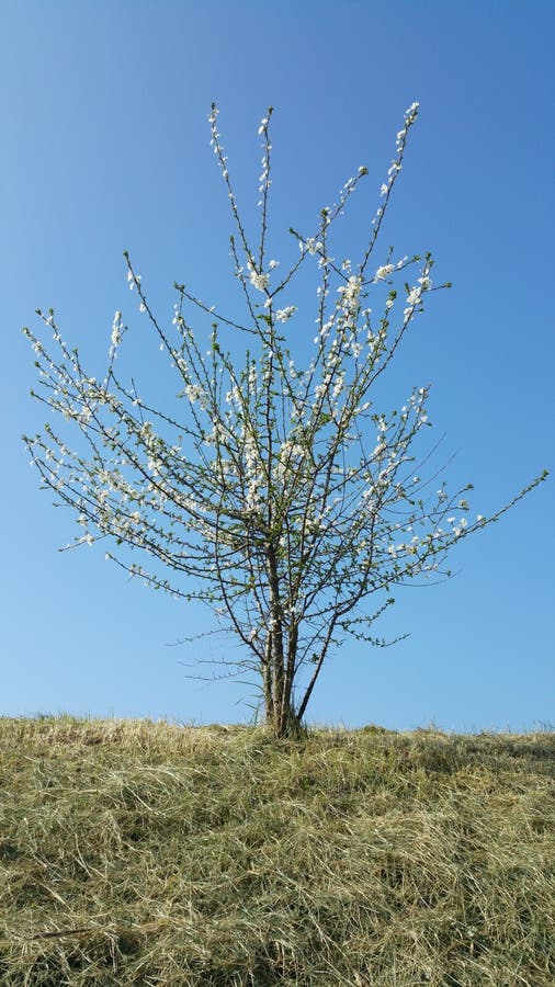 An Isolated Almond Tree in the Winter Stock Photo - Image of bleak ...