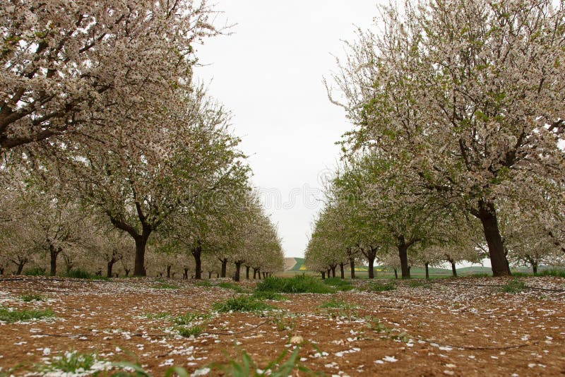 Almond Tree Farm in Spring Bloom in the Spring Stock Image - Image of ...