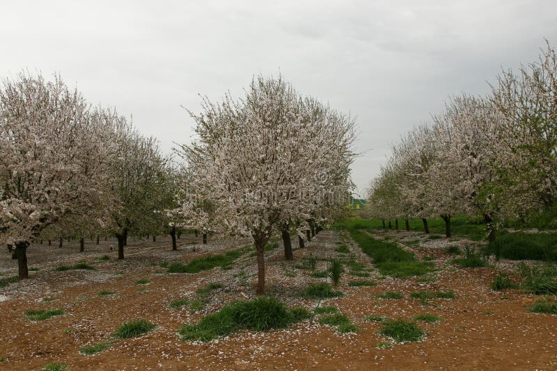 Almond Tree Farm in Spring Bloom in the Spring Stock Image - Image of ...