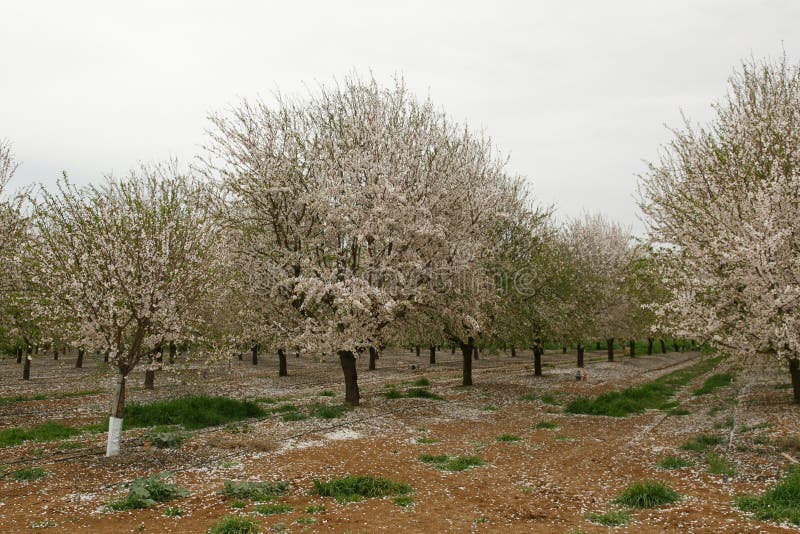 Almond Tree Farm in Spring Bloom in the Spring Stock Photo - Image of ...