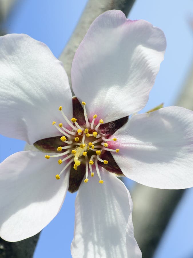 Almond tree flower stock photo. Image of blooming, closeup - 50888468