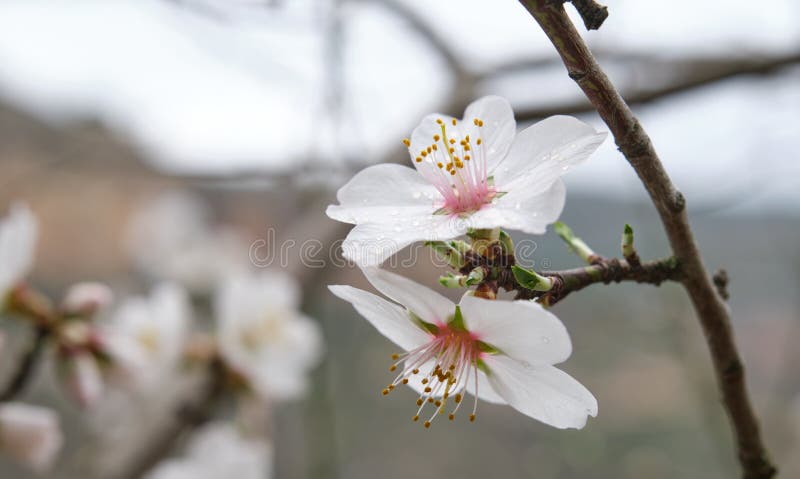 Almond Tree Flower Close-up Stock Photo - Image of bright, seasonal ...