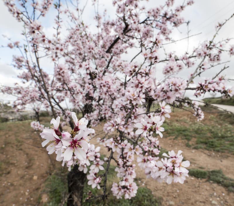 Almond Tree Flowers at the Beginning of Winter in Southern Spain Stock ...