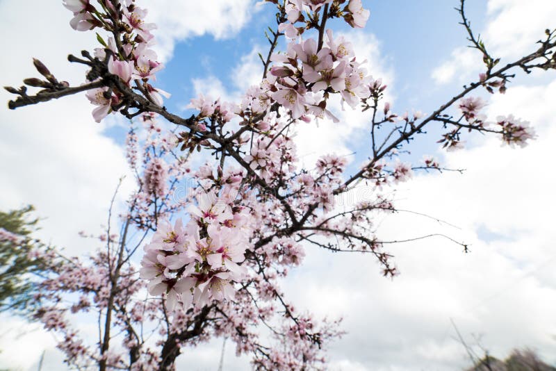 Almond Tree Flowers at the Beginning of Winter in Southern Spain Stock ...