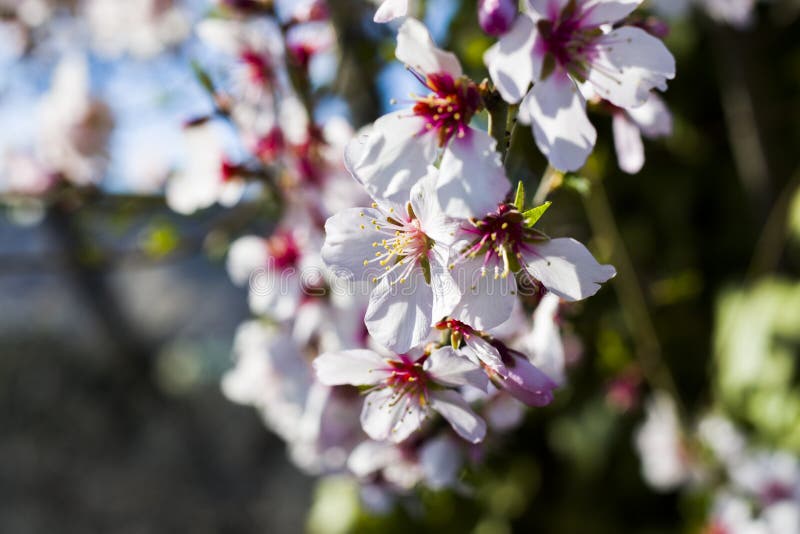 Almond Tree Flowers and Branch, Spring Tree View Stock Image - Image of ...