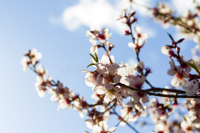 Almond Tree Flowers and Branch, Spring Tree View Stock Image - Image of ...