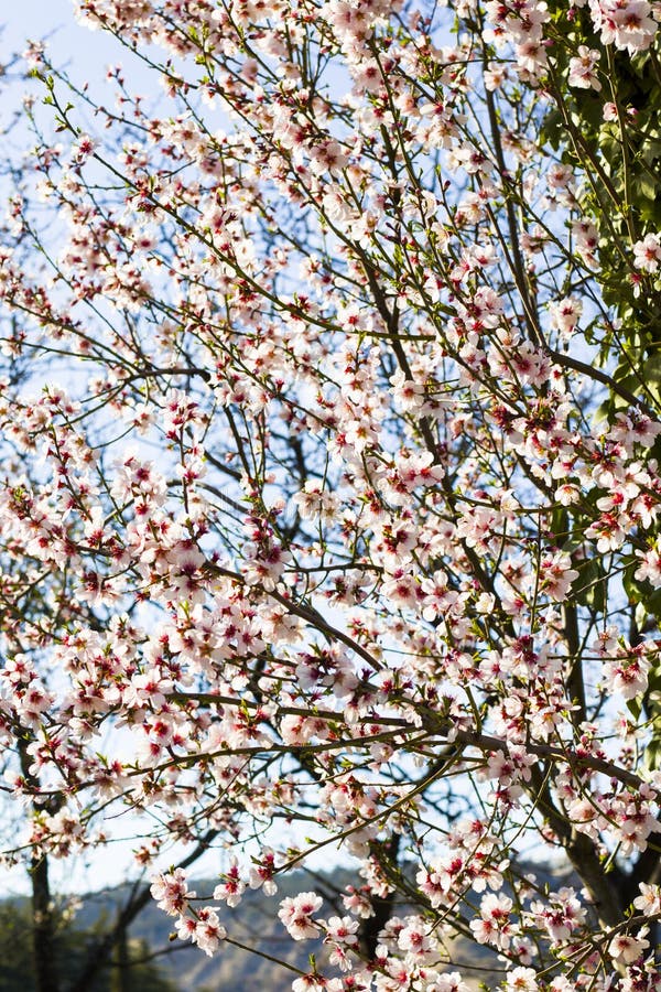 Almond Tree Flowers and Branch, Spring Tree View Stock Image - Image of ...