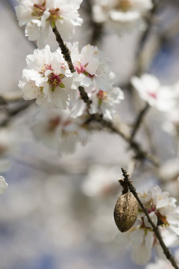 Almond tree flowers stock image. Image of almond, bloom - 53710909