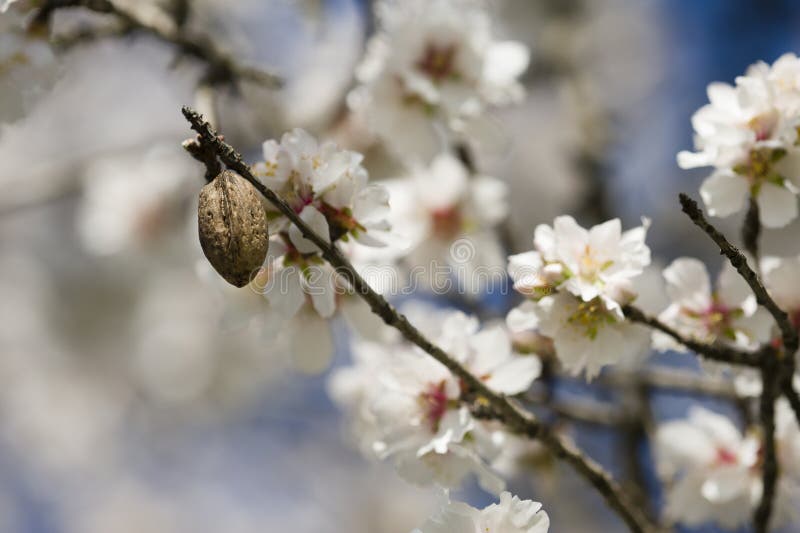 Almond tree flowers stock photo. Image of almond, background - 53710964