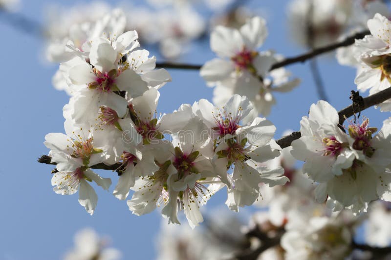 Almond tree flowers stock photo. Image of spring, blue - 53711092