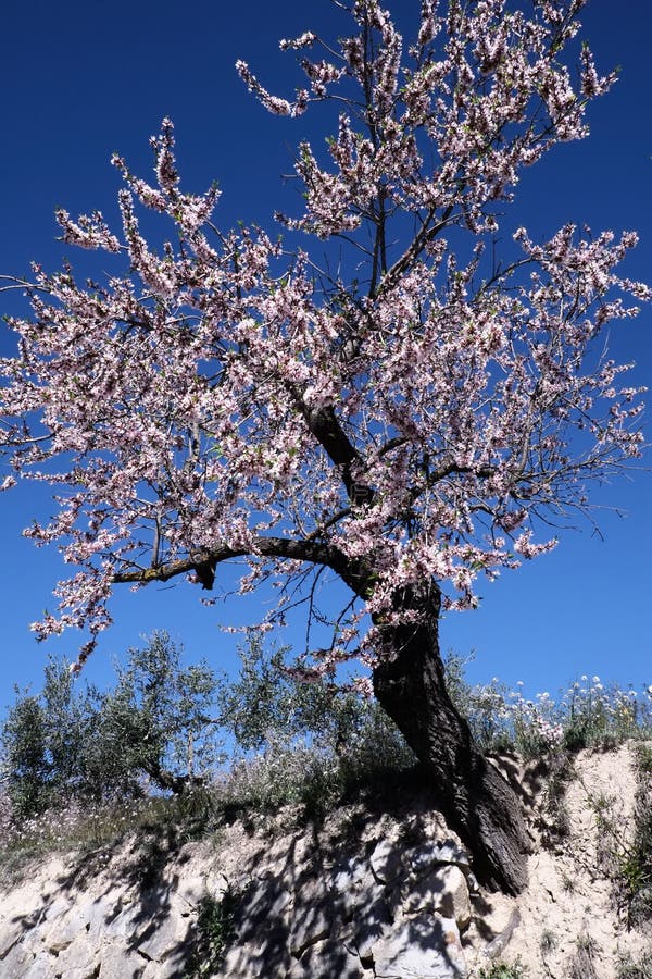 Almond Tree in Full Bloom, Alicante, Spain Stock Image - Image of pink ...