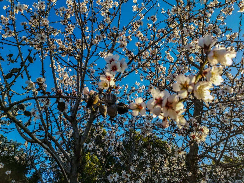 Almond tree in full bloom stock image. Image of plant - 141533289