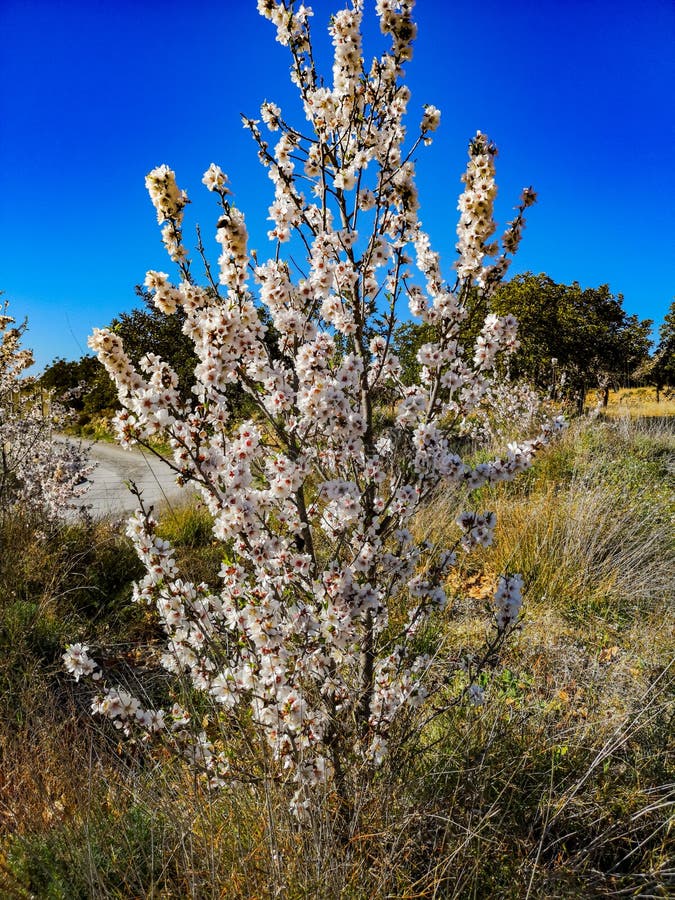 Almond tree in full bloom stock photo. Image of sunny - 141535470
