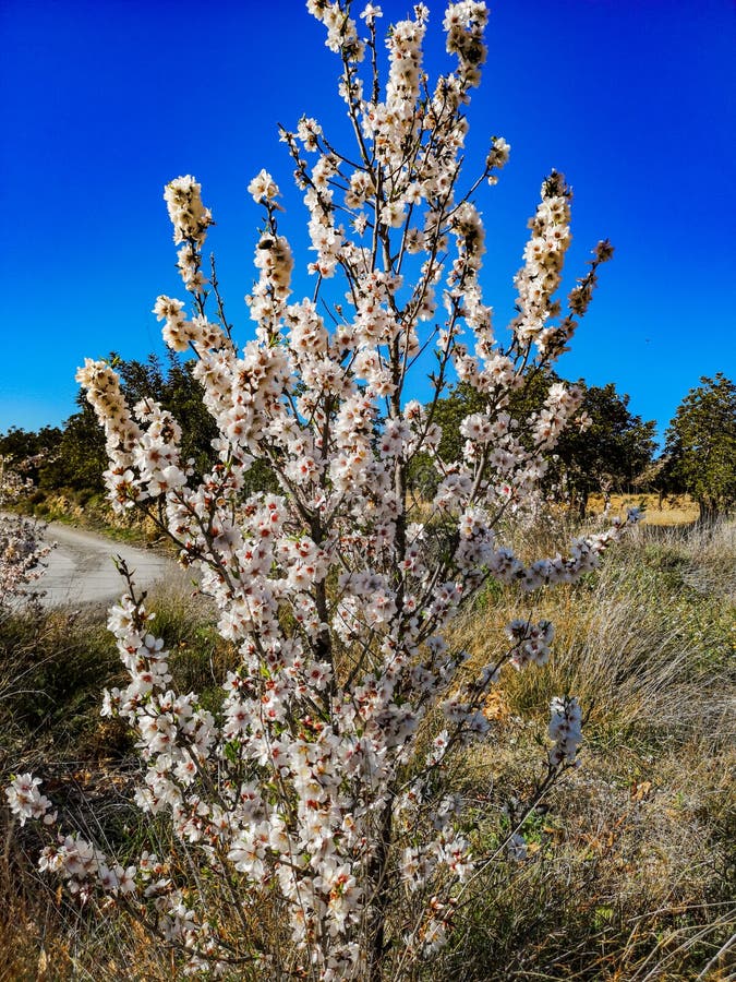 Almond tree in full bloom stock image. Image of pink - 141535733