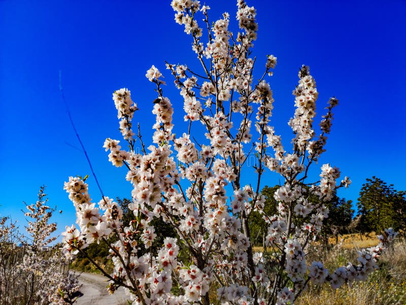 Almond tree in full bloom stock photo. Image of sunny - 141535470