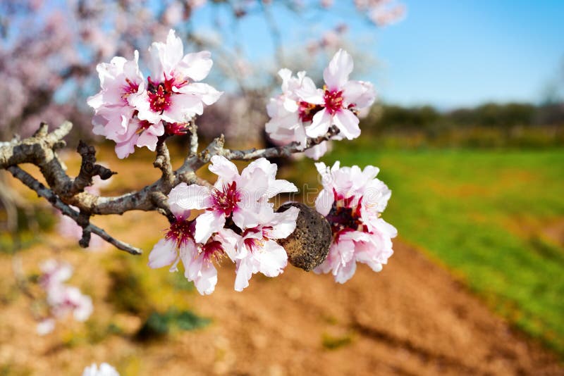 Almond tree in full bloom stock image. Image of horizontal - 66154221