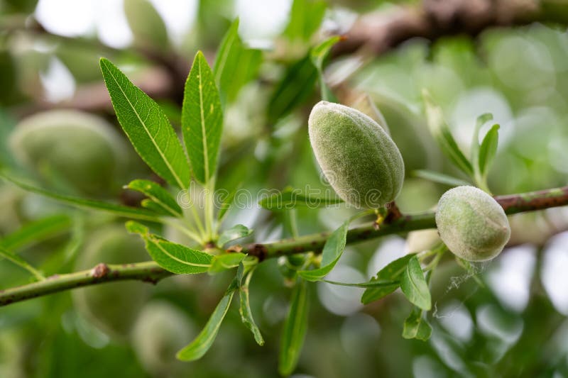 Almond Tree with Green Fruits, Prunus Dulcis Stock Photo - Image of ...