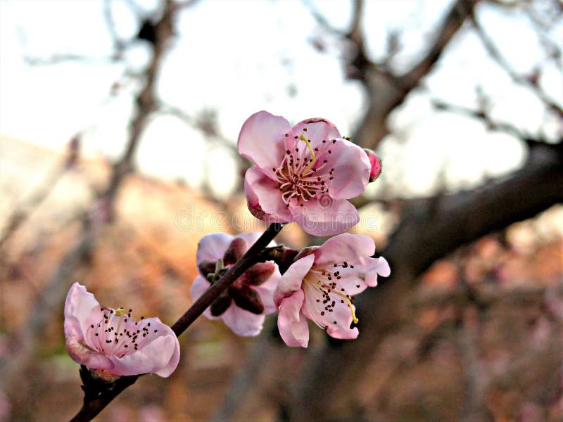 Almond tree stock photo. Image of plant, almond, pink - 91373176