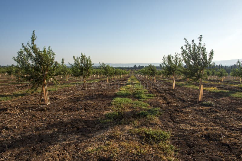 Almond plantation trees stock photo. Image of area, rural - 101377544