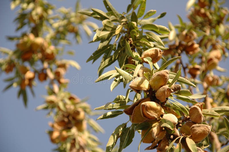 Almond Tree at the Harvest Time Stock Image - Image of nature ...
