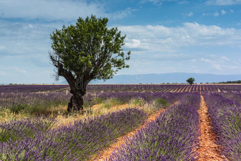 Almond Tree in the Middle of a Lavender Field Stock Image - Image of ...