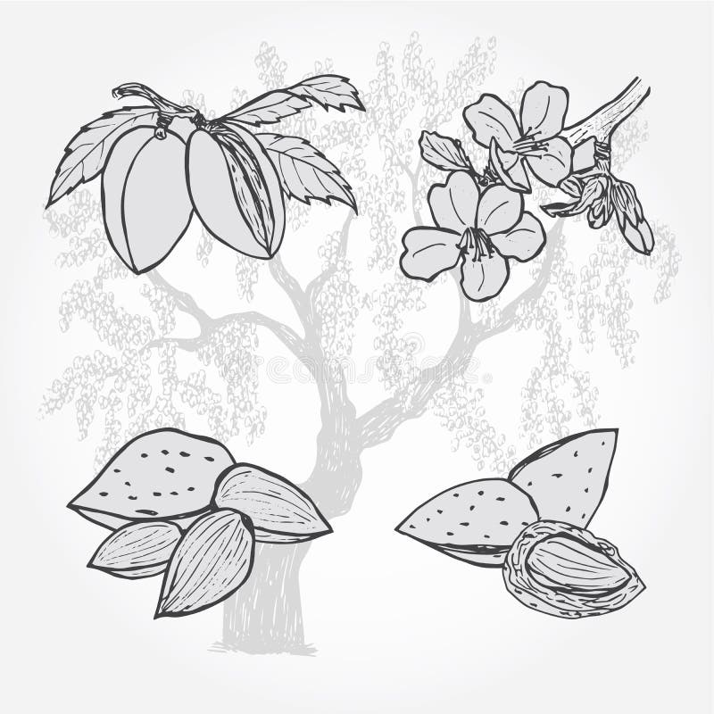 Almond Tree And Nuts Vector Sketch Stock Vector Illustration Of