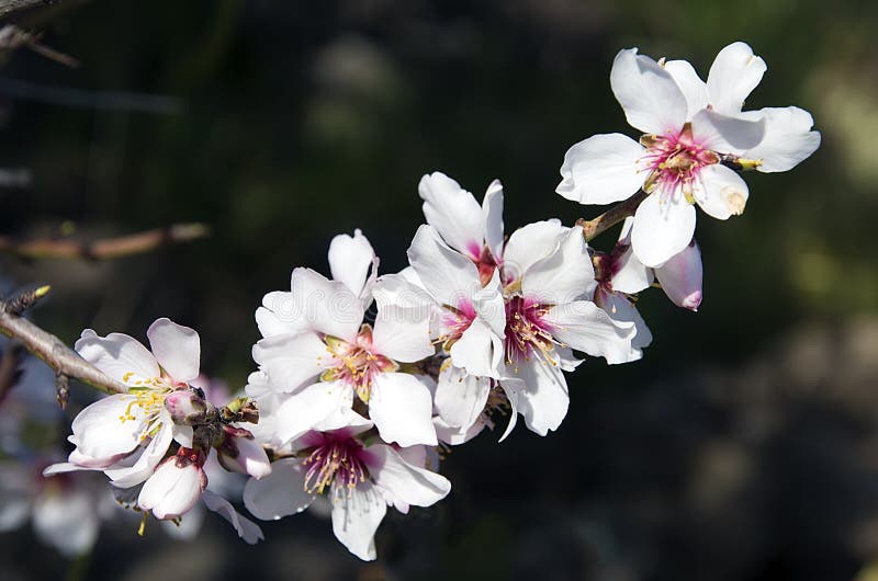 Almond tree pink flowers stock photo. Image of tree, green - 49721548