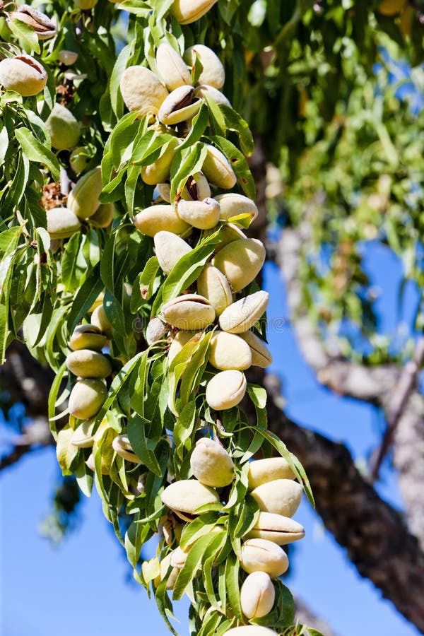 Almond tree, Portugal stock image. Image of vegetarian - 240427211