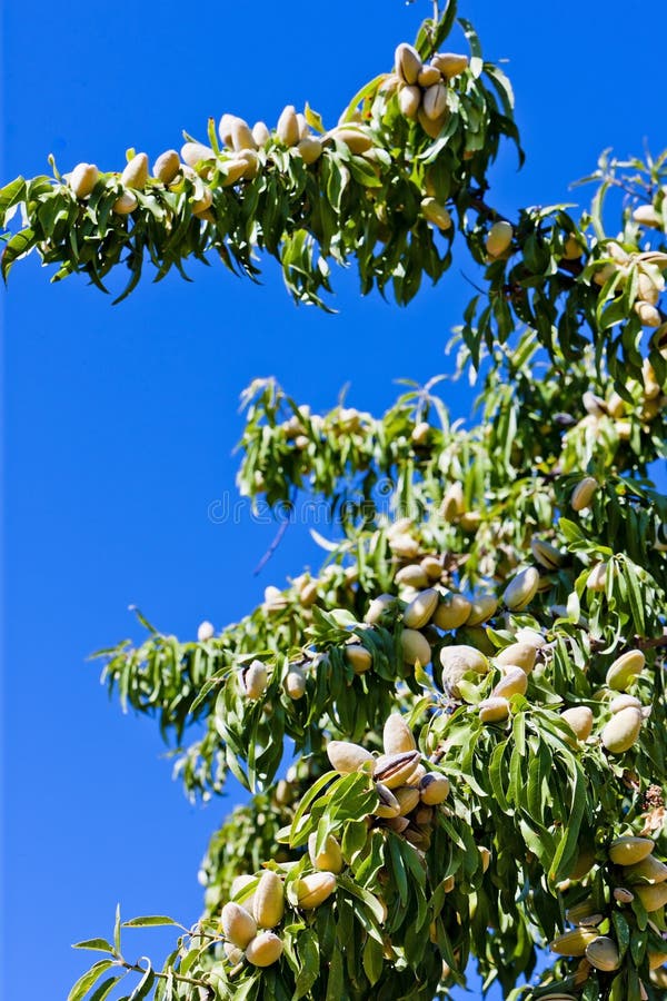 Almond tree, Portugal stock photo. Image of vegetarian - 240427216