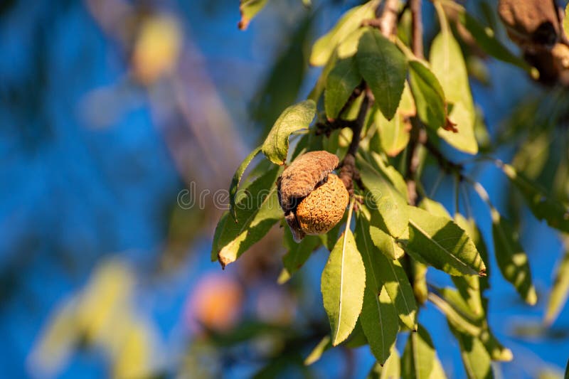 Almond Tree with Ripe Hard Nuts in Shell Ready To Harvest Stock Photo ...