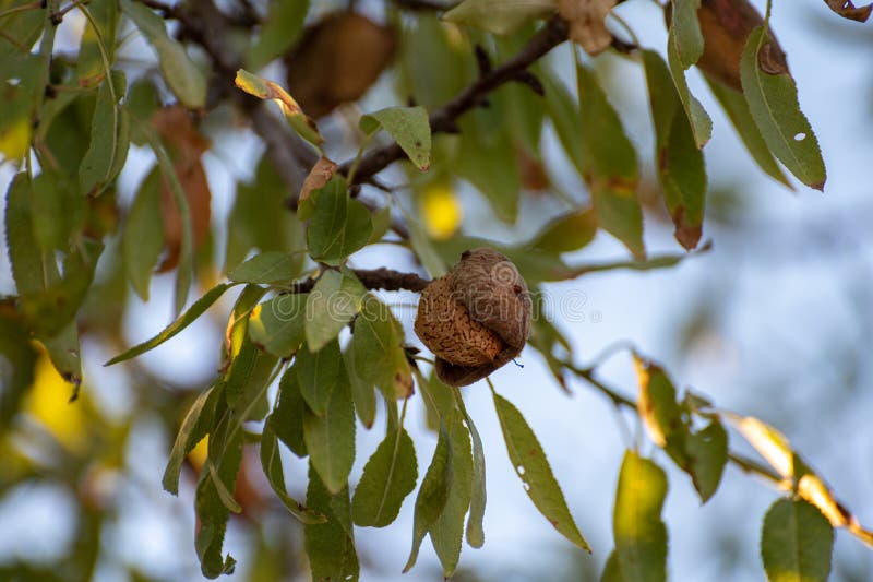 Almond Tree with Ripe Hard Nuts in Shell Ready To Harvest Stock Photo ...