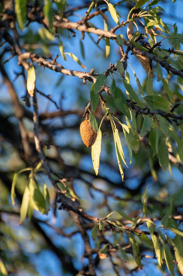 Almond Tree with Ripe Hard Nuts in Shell Ready To Harvest Stock Photo ...