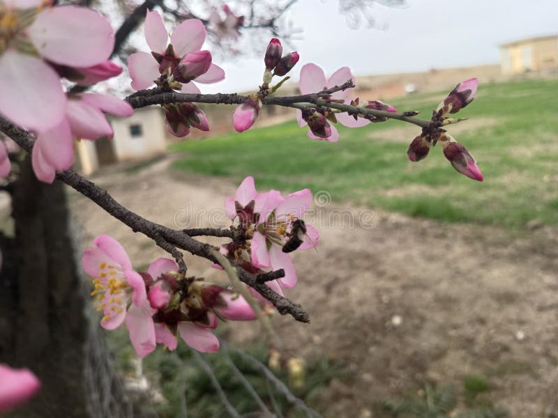 Almond Tree in Spring Bees Pollinate it Stock Photo - Image of land ...