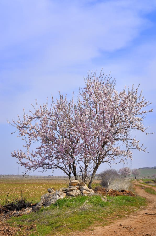 Almond tree in spring stock photo. Image of spring, garden - 38982396