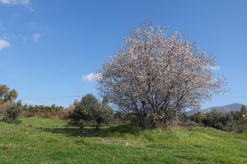 Almond Tree Spring Landscape Stock Photo - Image of plant, nature ...